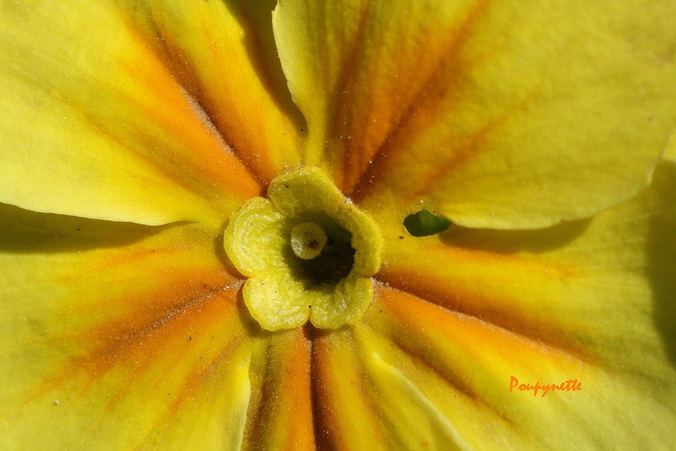 Photo En plein coeur