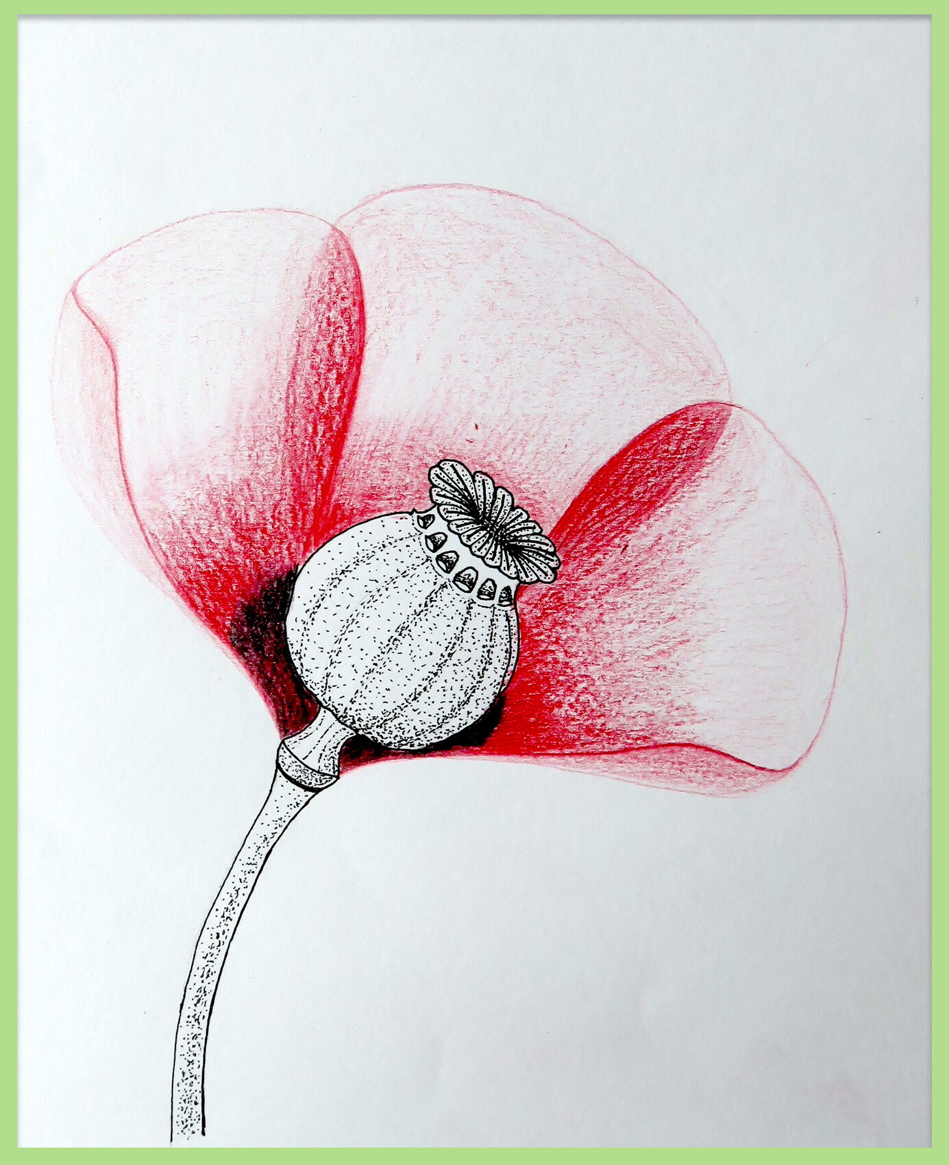 Dessin Pavot à opium (Papaver somniferum) / Drawing Opium poppy