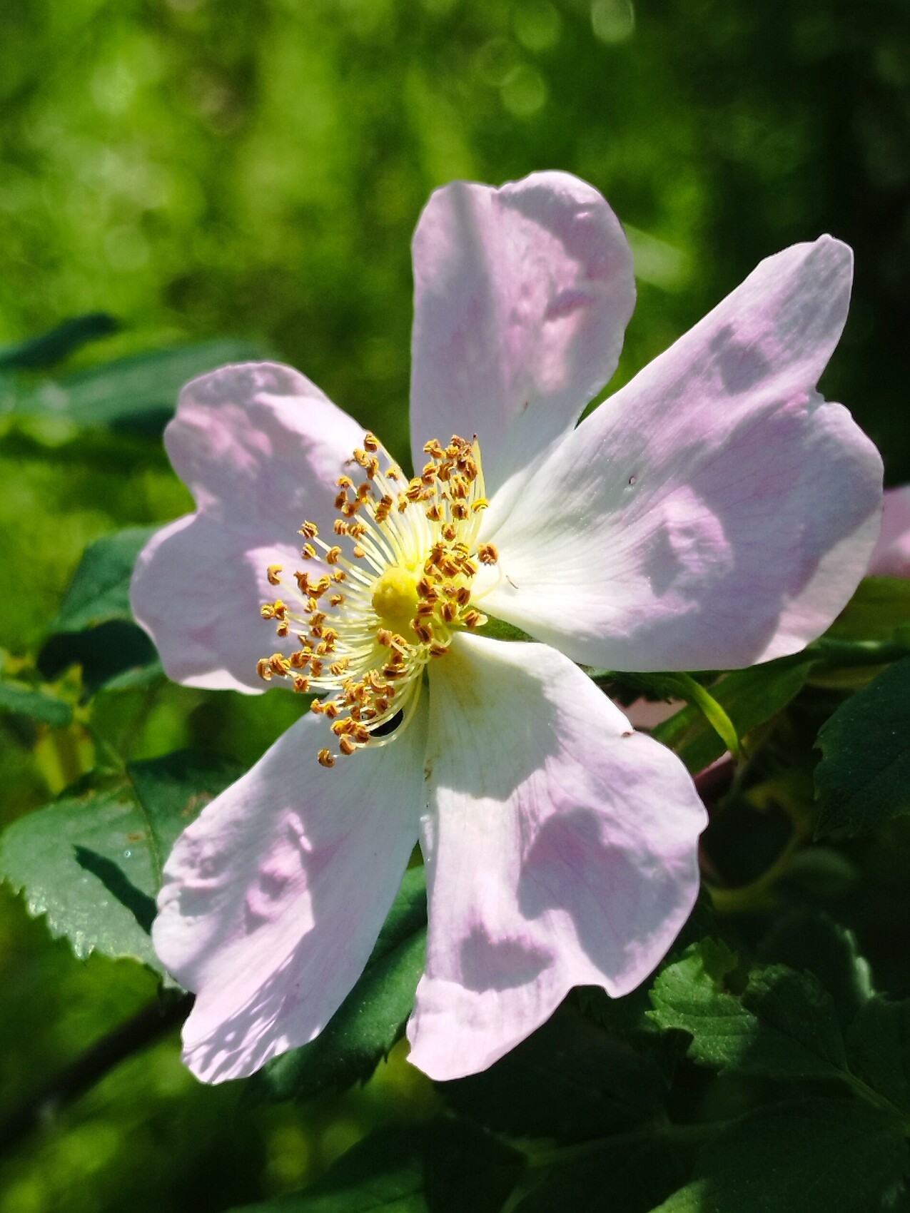 Autre rose des alpes