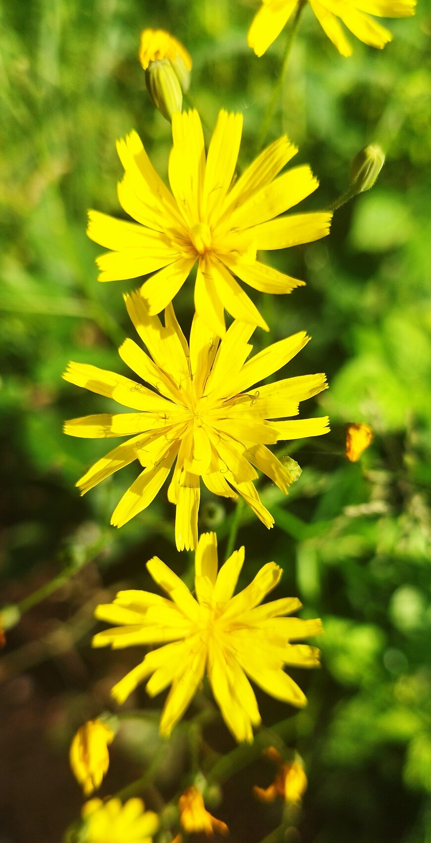 Photo crepin des marais
