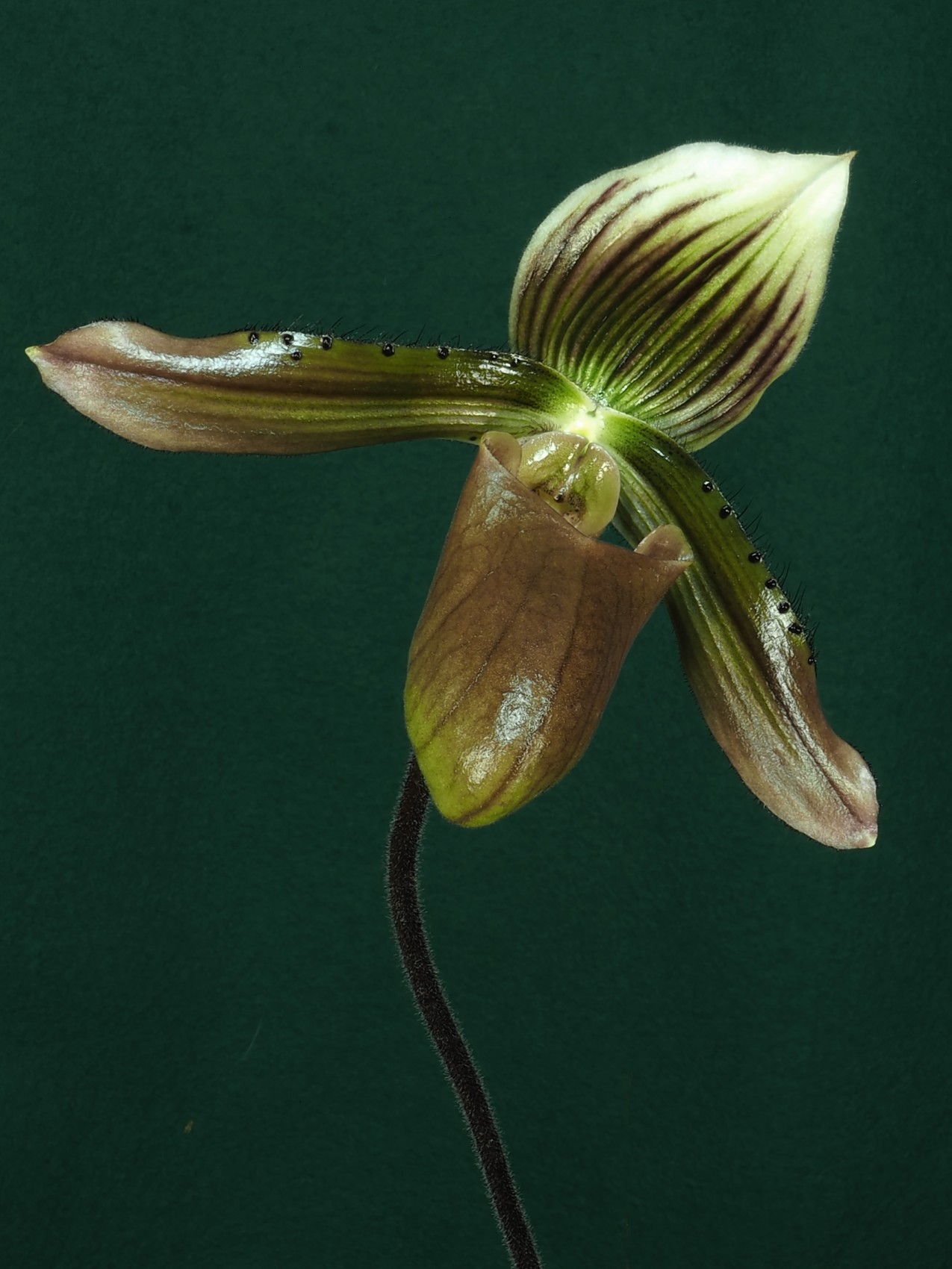 Photo Paphiopedilum wardii