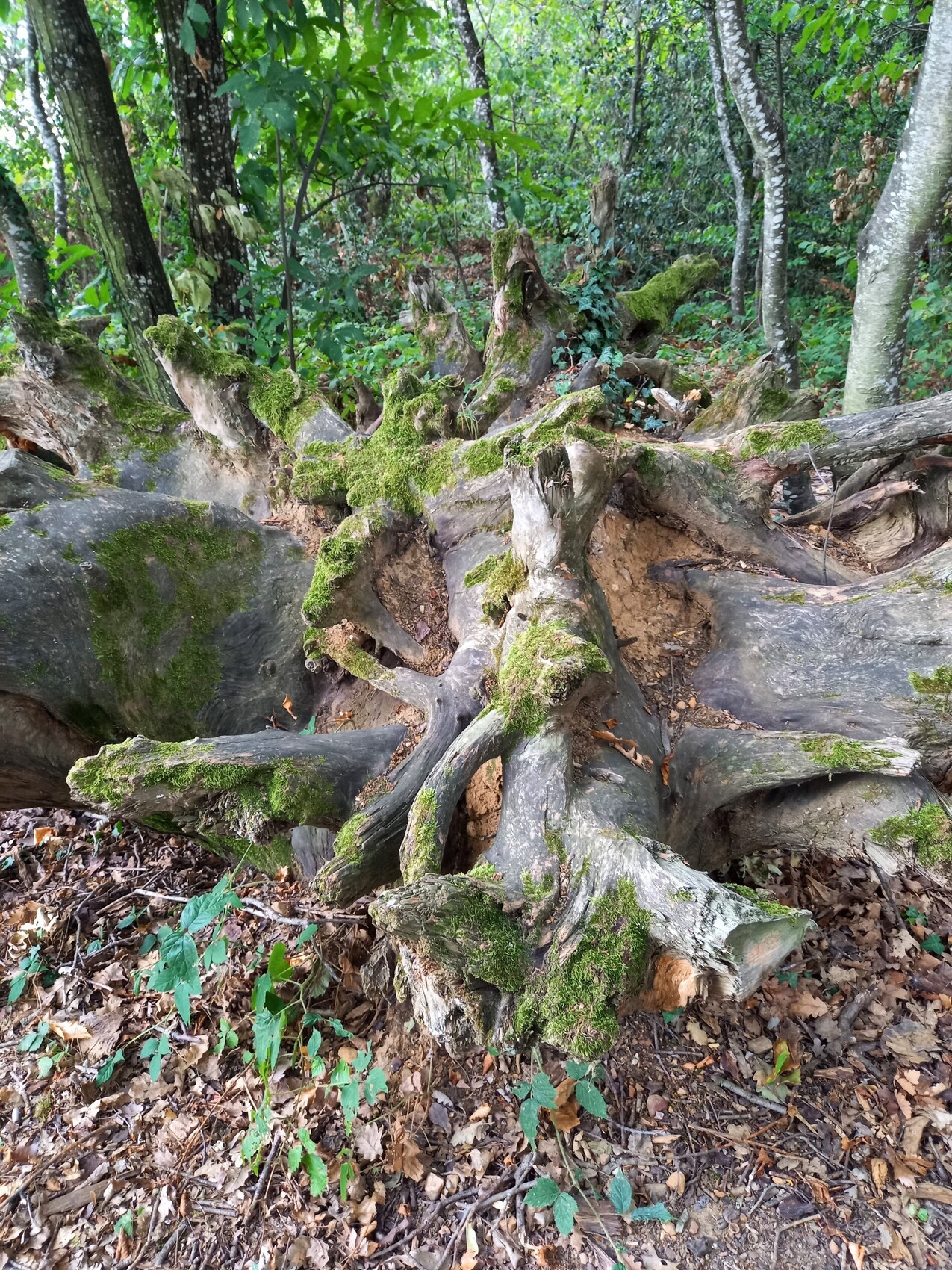 Photo Souches en Beaujolais.