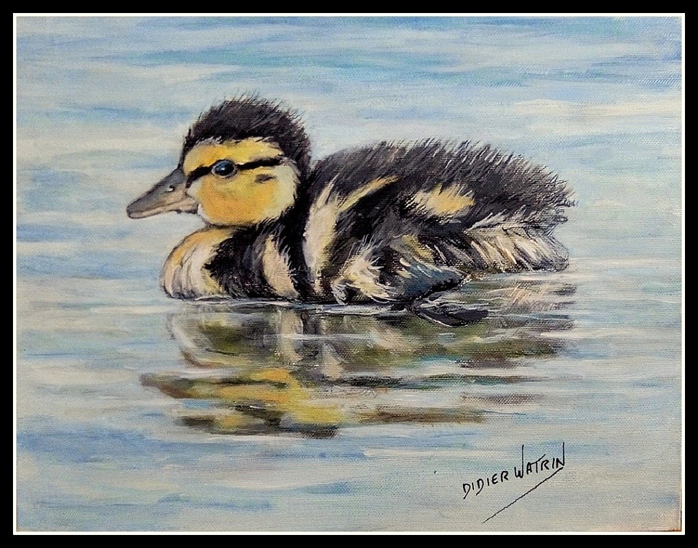 Peinture Le caneton colvert