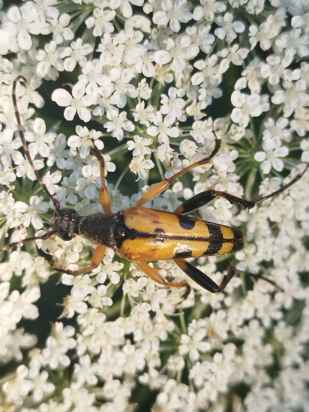 Photo insecte sur fleur