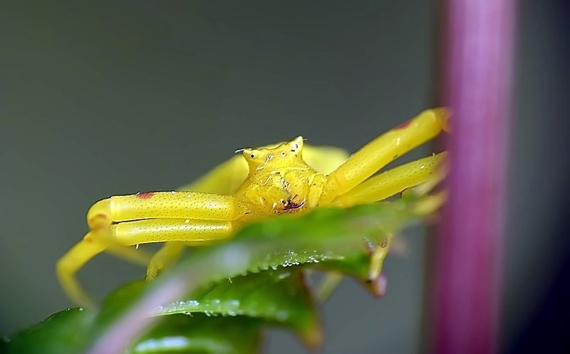 Photo araignée jaune