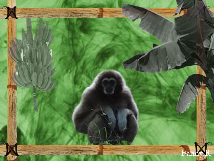 Photo le singe penseur