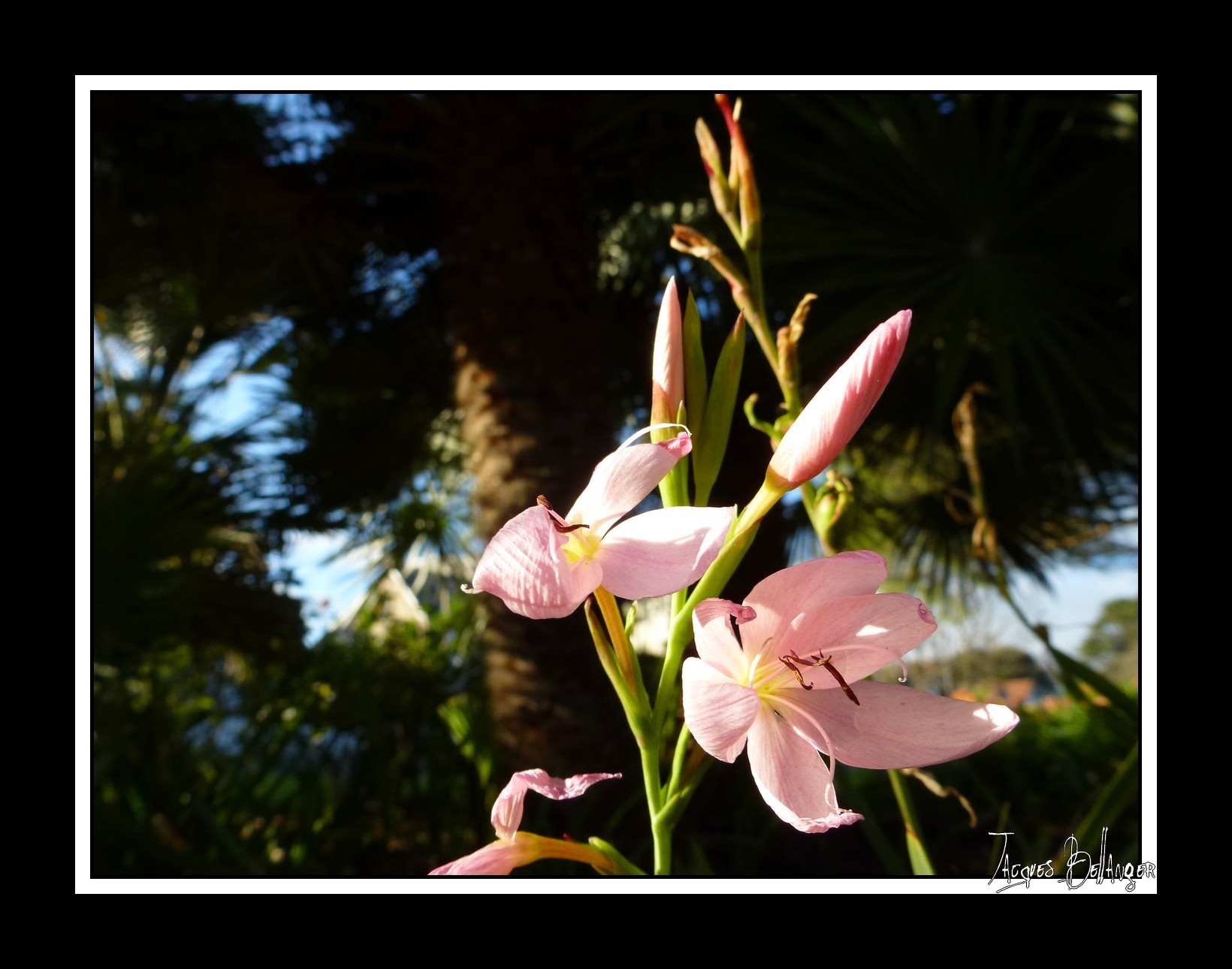 Photo fleur rose d'automne