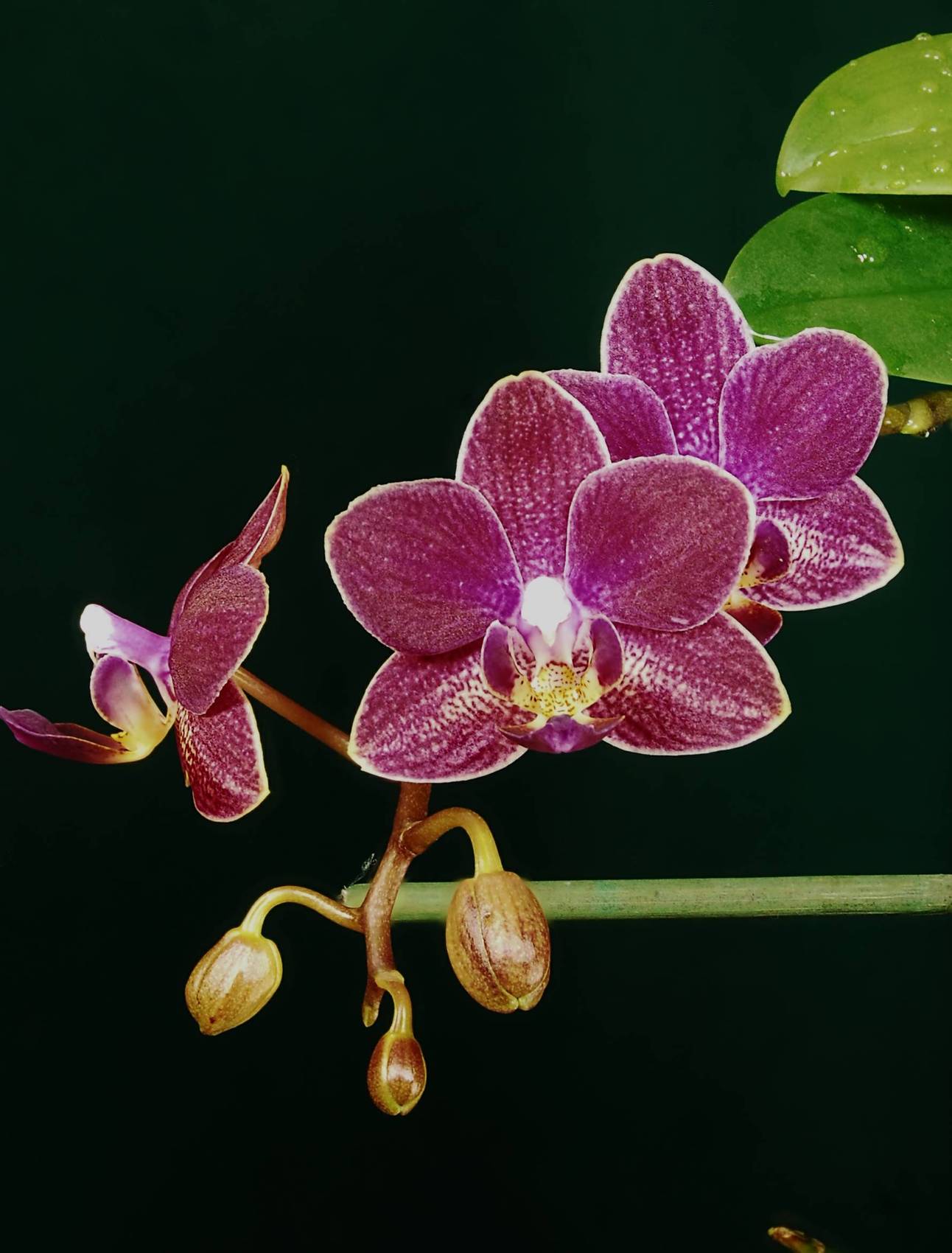 Photo Mini PHalaenopsis 2