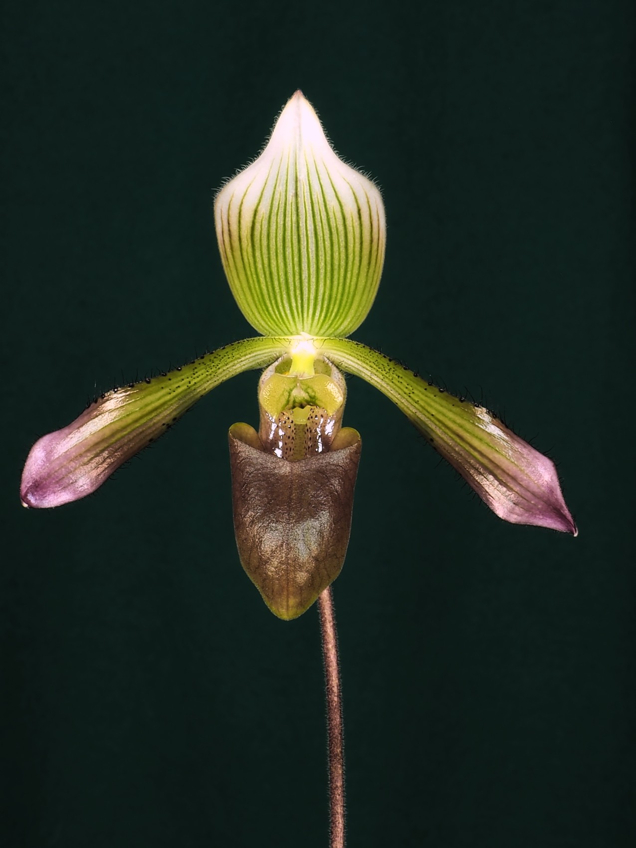 Photo Paphiopedilum javanicum