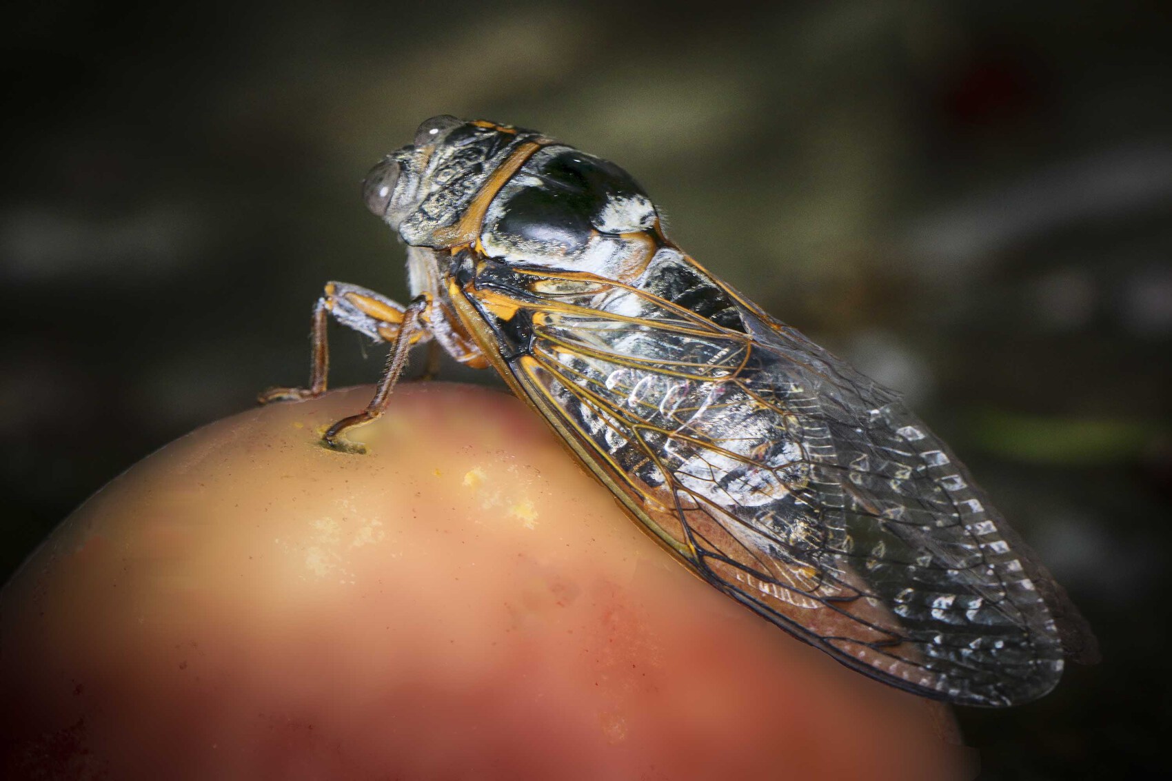 Photo La cigale - Le fichier 20€ - Tirages tous formats voir mon site ...