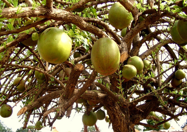 Photo Calebasses (vertes)