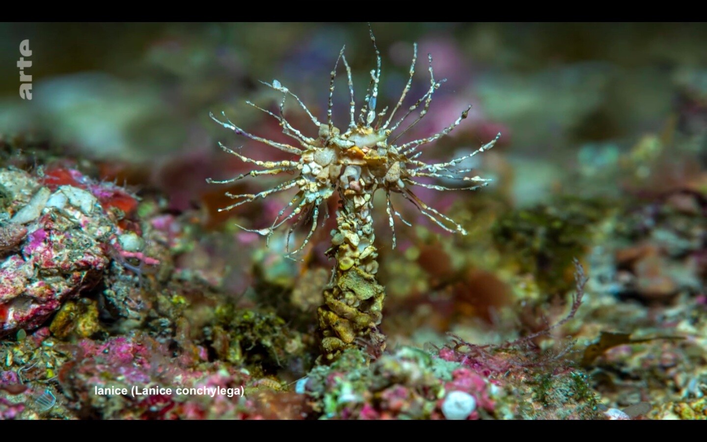 Photo Lanice (Lanice conchylega) / Sand mason