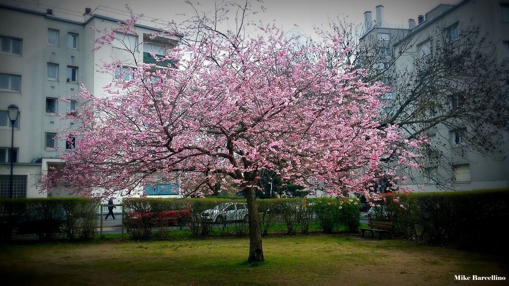 Photo Printemps arbre fleuri