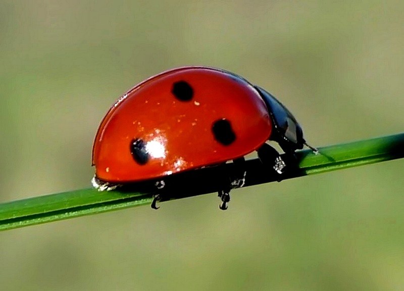 Photo coccinelle