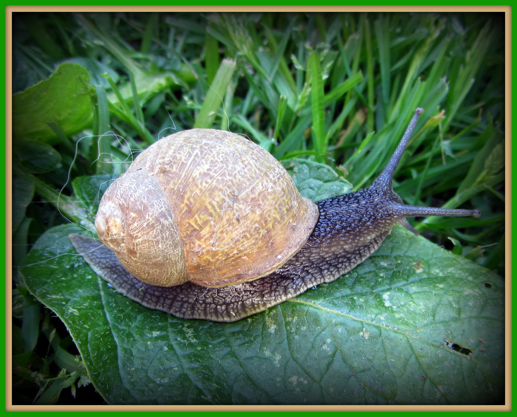 Photo GASTON LE GASTEROPODE....