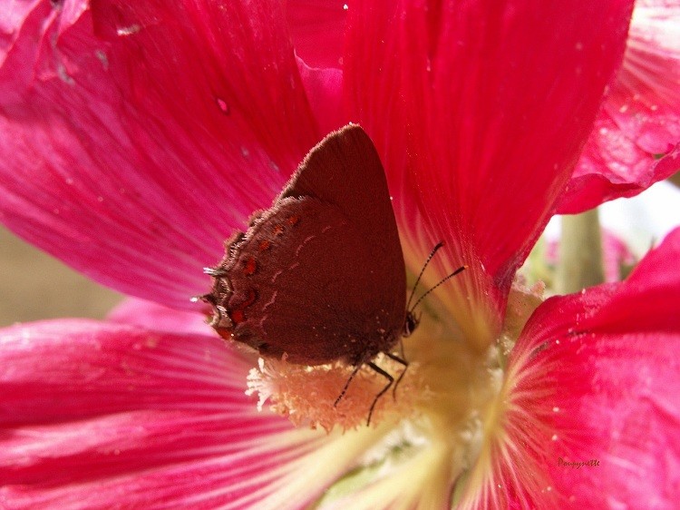 Photo En plein coeur