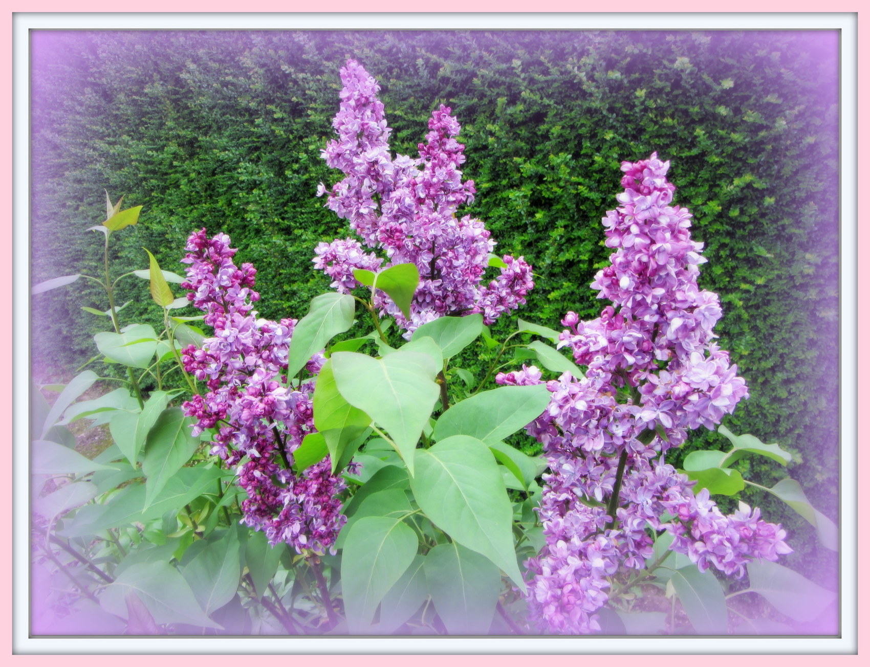 Photo LILAS