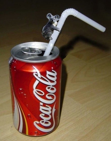 Photo Coca Koala
