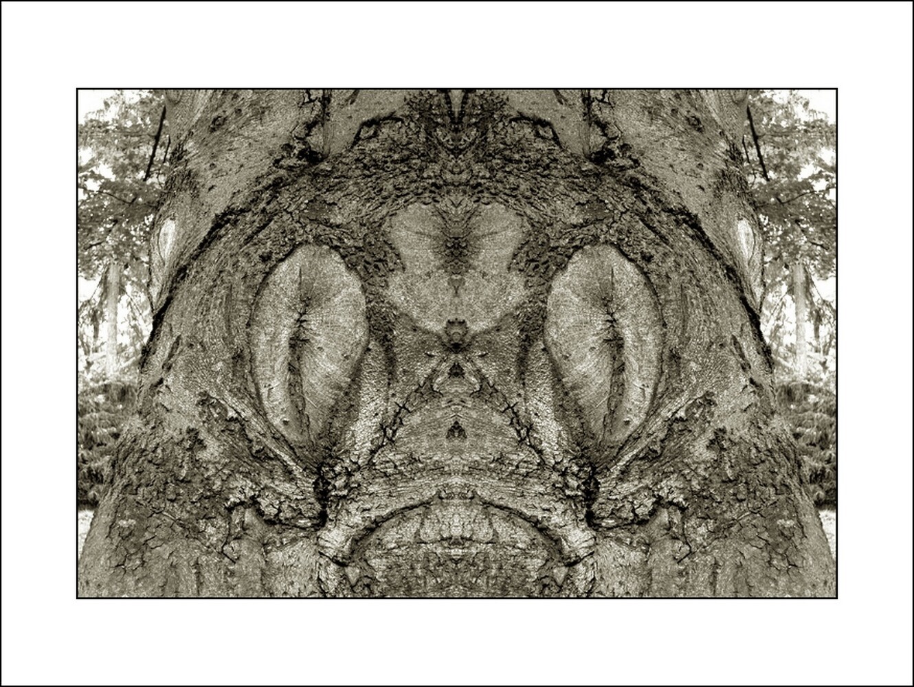 Photo der enttäuschte baum - the disappointed tree