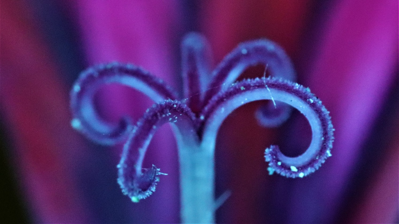 Photo Pistil de géranium